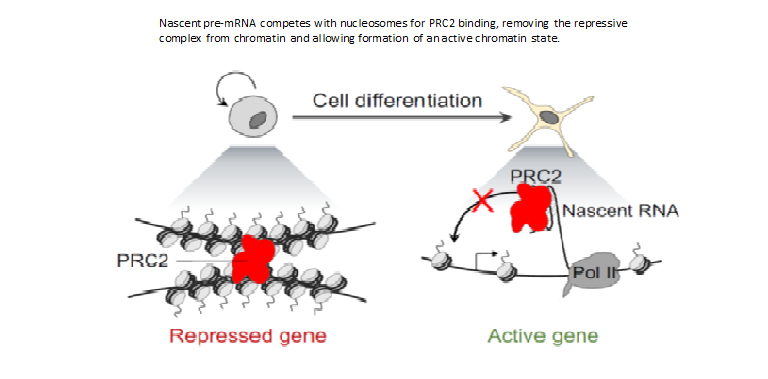 How does the chromatin regulator PRC2 interact with RNA? Linking transcription with epigenetic ...